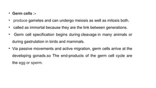 Germ cell determination;drosophila n animal.pptx