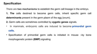 Germ cell determination;drosophila n animal.pptx