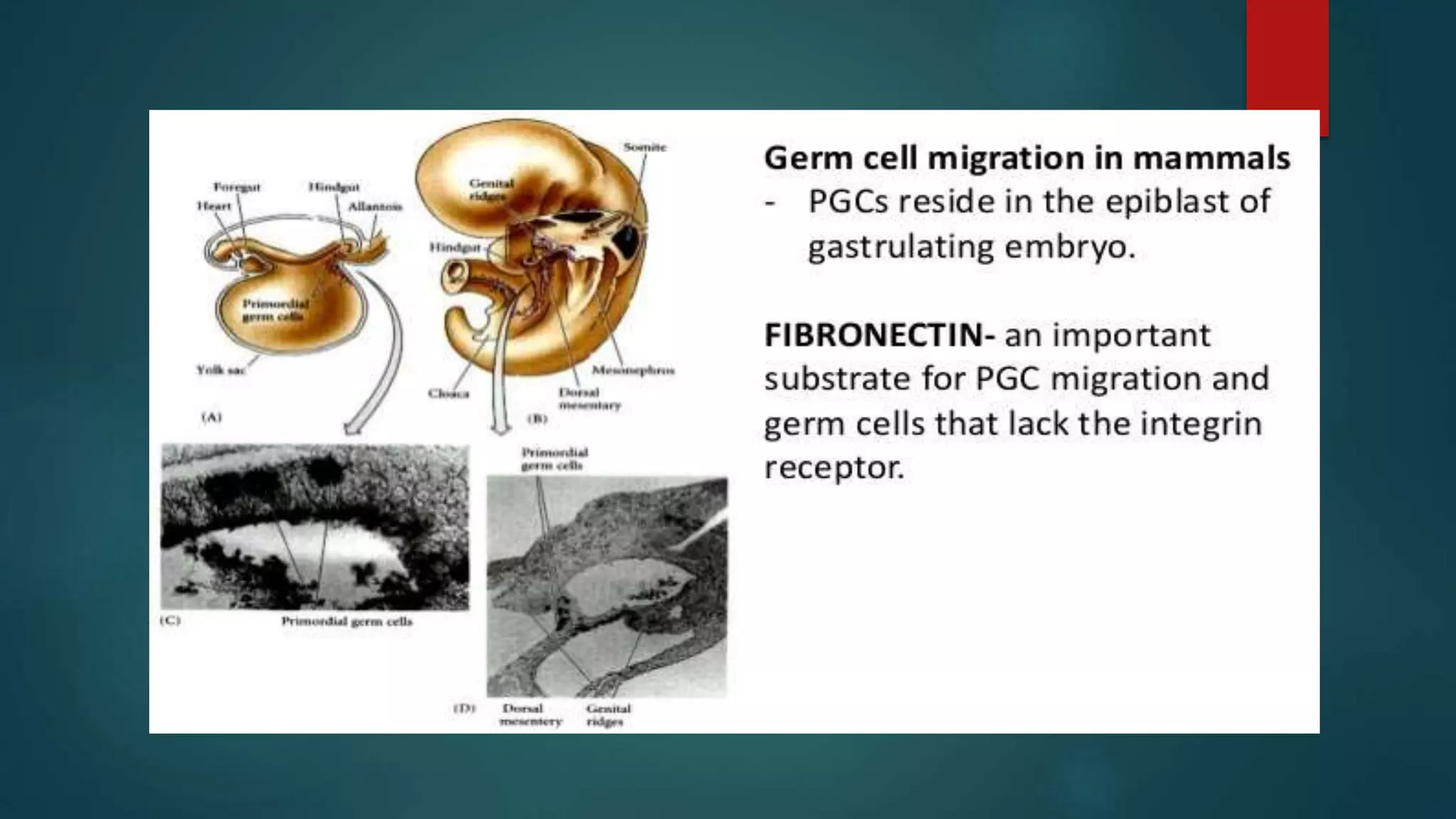 Germ cell migration. | PPTX
