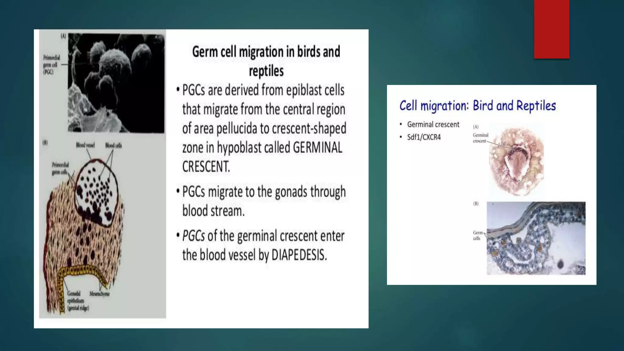 Germ cell migration. | PPTX