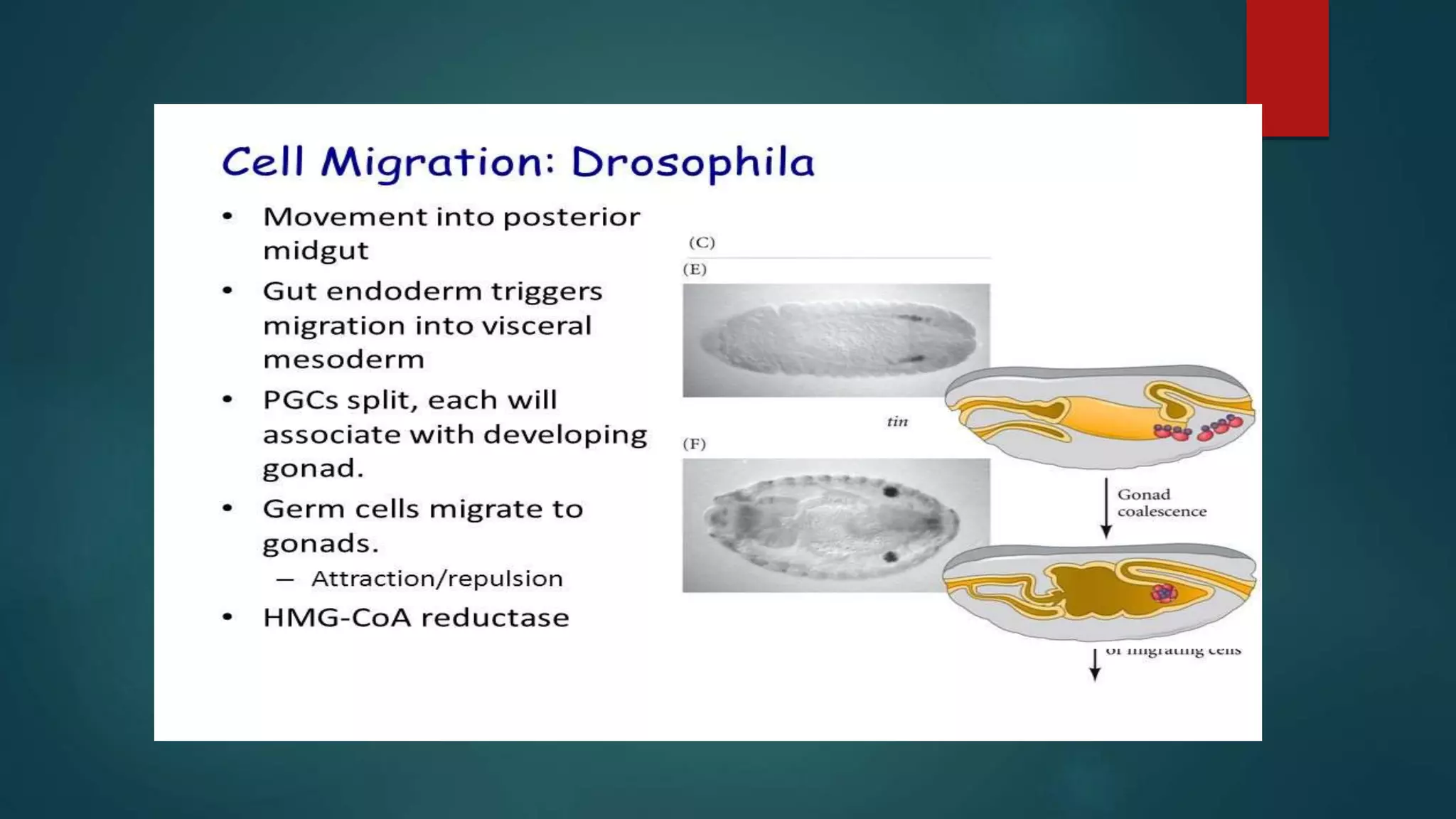 Germ cell migration. | PPTX