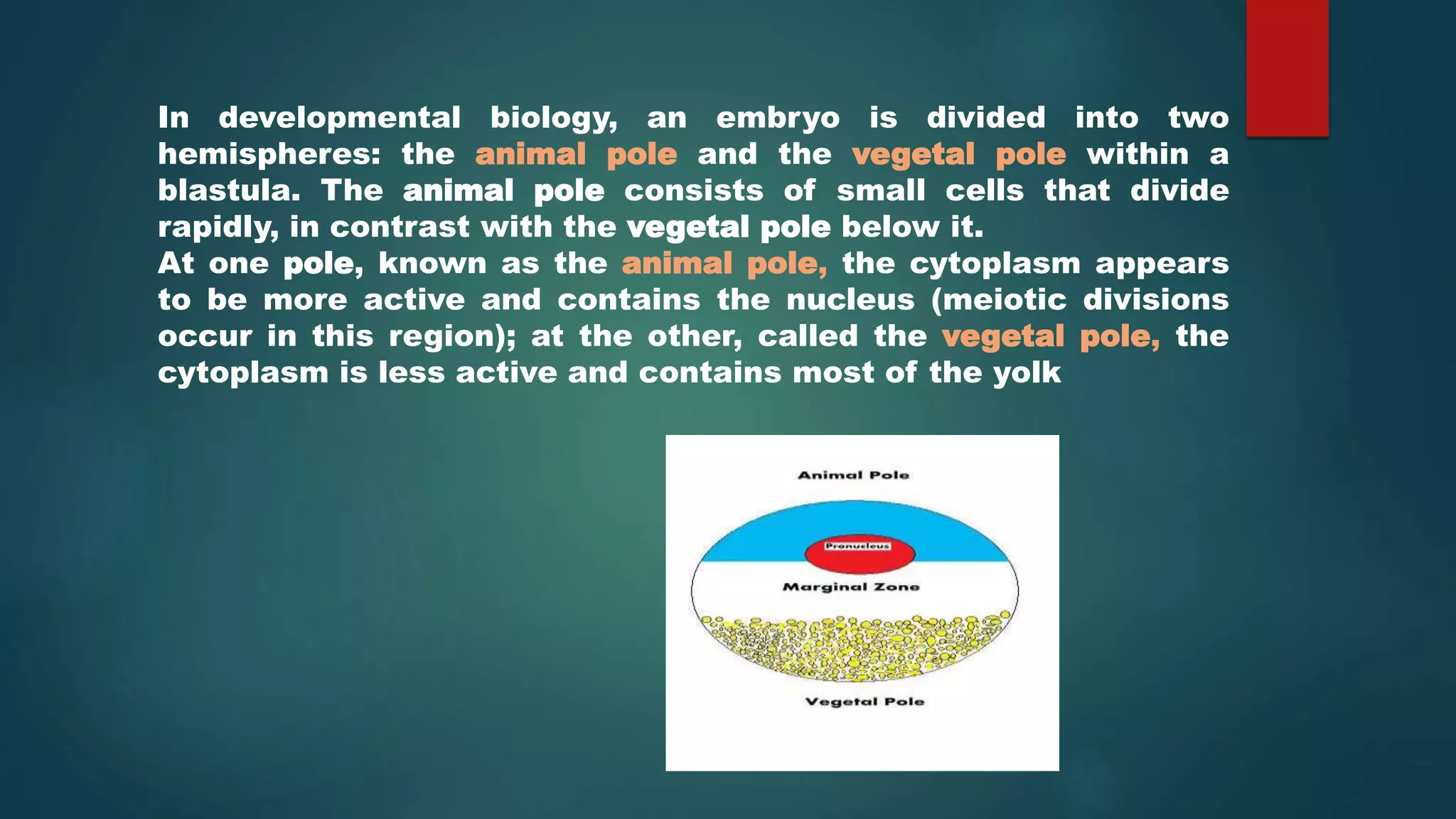 Germ cell migration. | PPTX