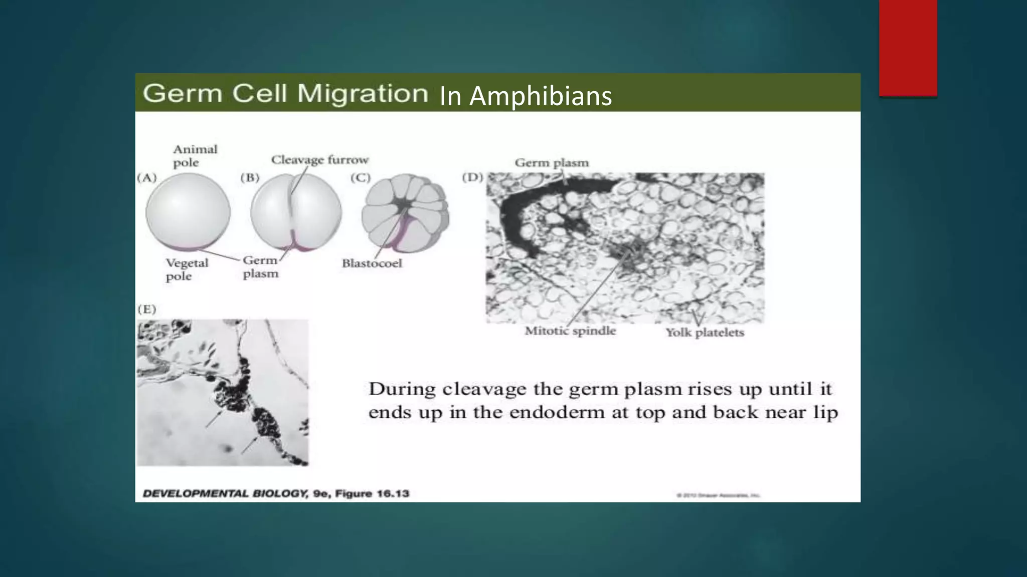 Germ cell migration. | PPTX