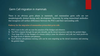 Germ cell migration. | PPTX