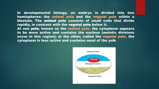 Germ cell migration. | PPTX