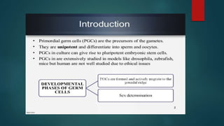 Germ cell migration. | PPTX