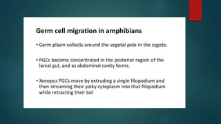 Germ cell migration. | PPTX