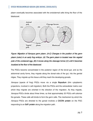 Origin and Migration of Germ Cells in Vertebrates | PDF