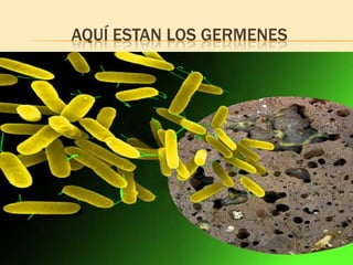 Germenes y protozoos | PPTX