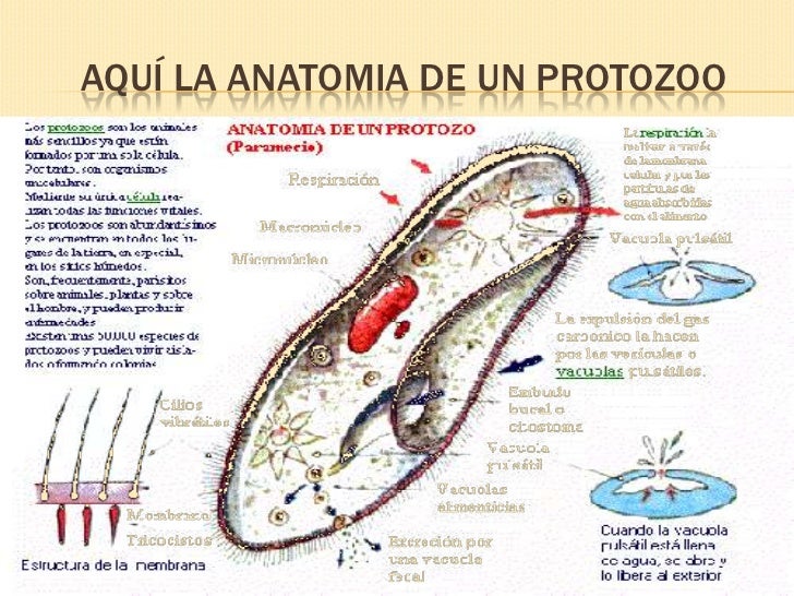 Germenes y protozoos
