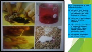 Production method of germ free lab animals | PPTX