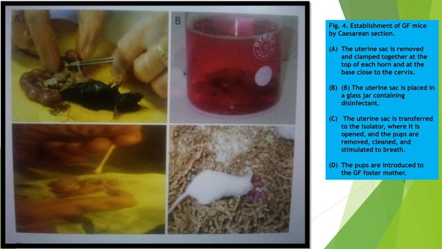 Production method of germ free lab animals | PPTX | Pets