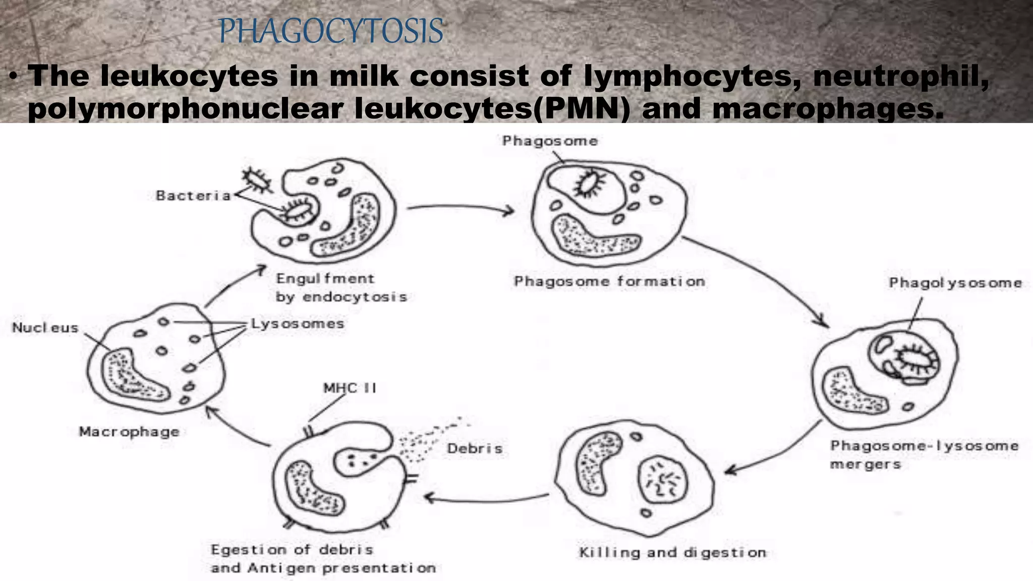 Germicidal properties of milk | PPTX