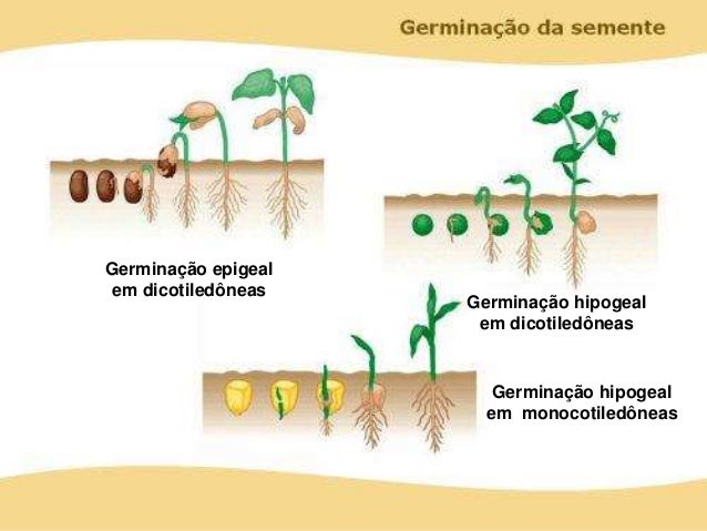 Germinação