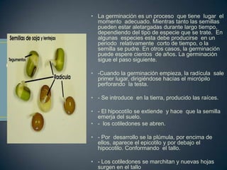 Germinacion | PPTX