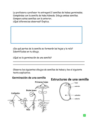 Germinacion | PDF
