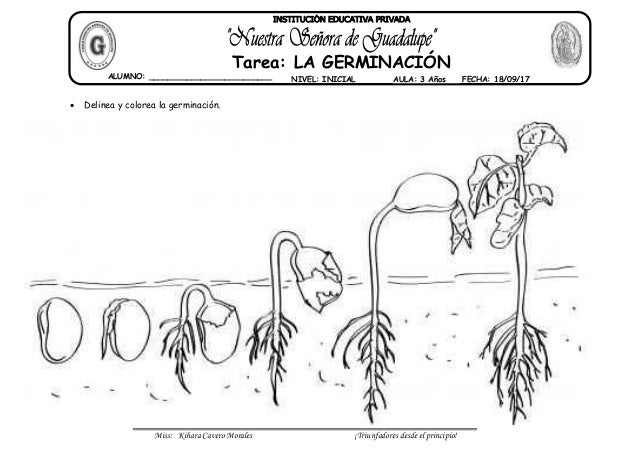 Germinacion 2
