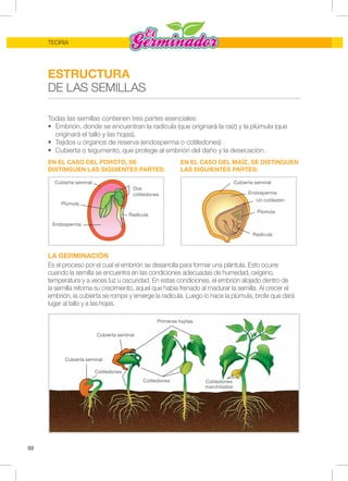 Germinador | PDF