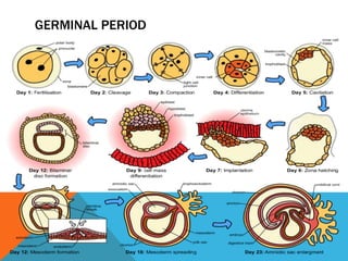 Germinal period | PPTX