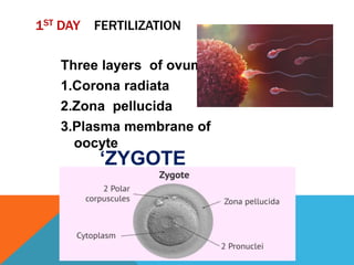 Germinal period | PPTX