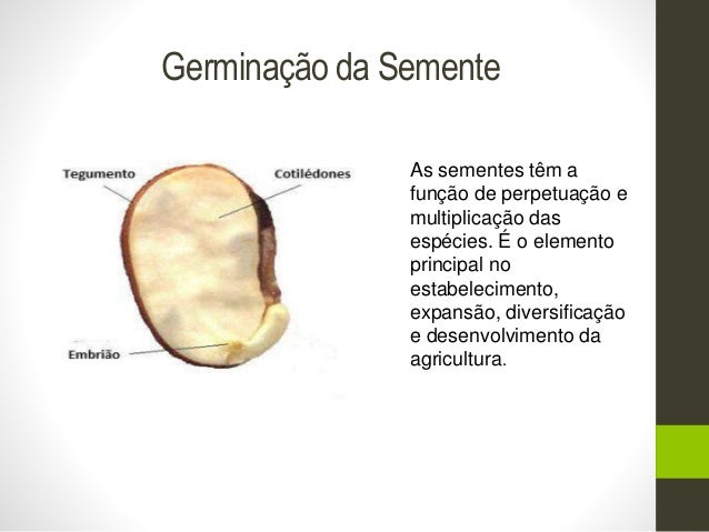 Germinação e Formação da semente e fruto