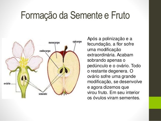 Germinação e Formação da semente e fruto