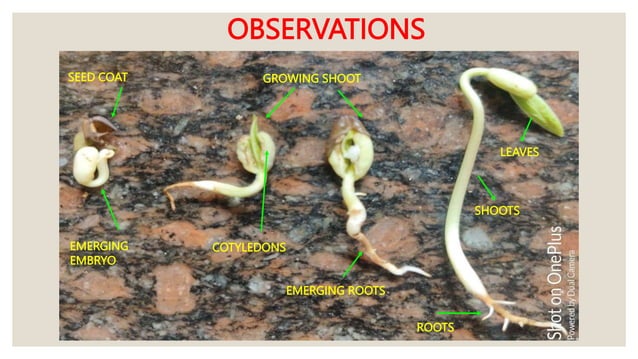 GERMINATION.ppt What is germination andd | PPT