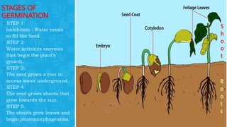 GERMINATION.ppt What is germination andd | PPT