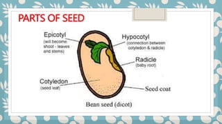 GERMINATION.ppt What is germination andd | PPTX