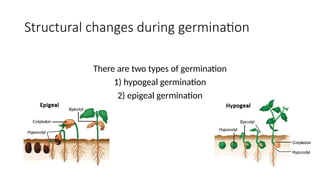 Germination.Pre- International GCSE & International GCSE Biologypptx | PPT