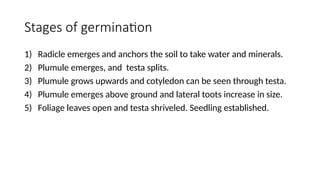 Germination.Pre- International GCSE & International GCSE Biologypptx | PPT