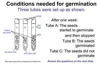 Biology Germination | PPT