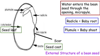 Germination of a seed for primary level.pptx