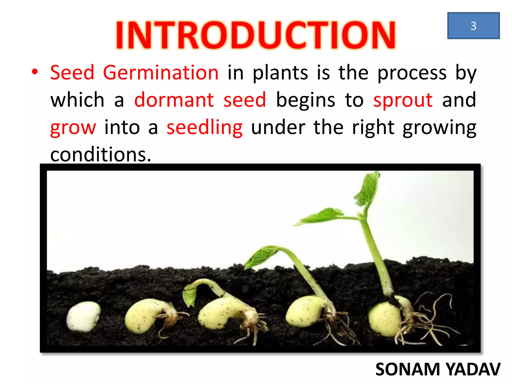 Germination of seed | PPTX | Gardening | Home & Garden