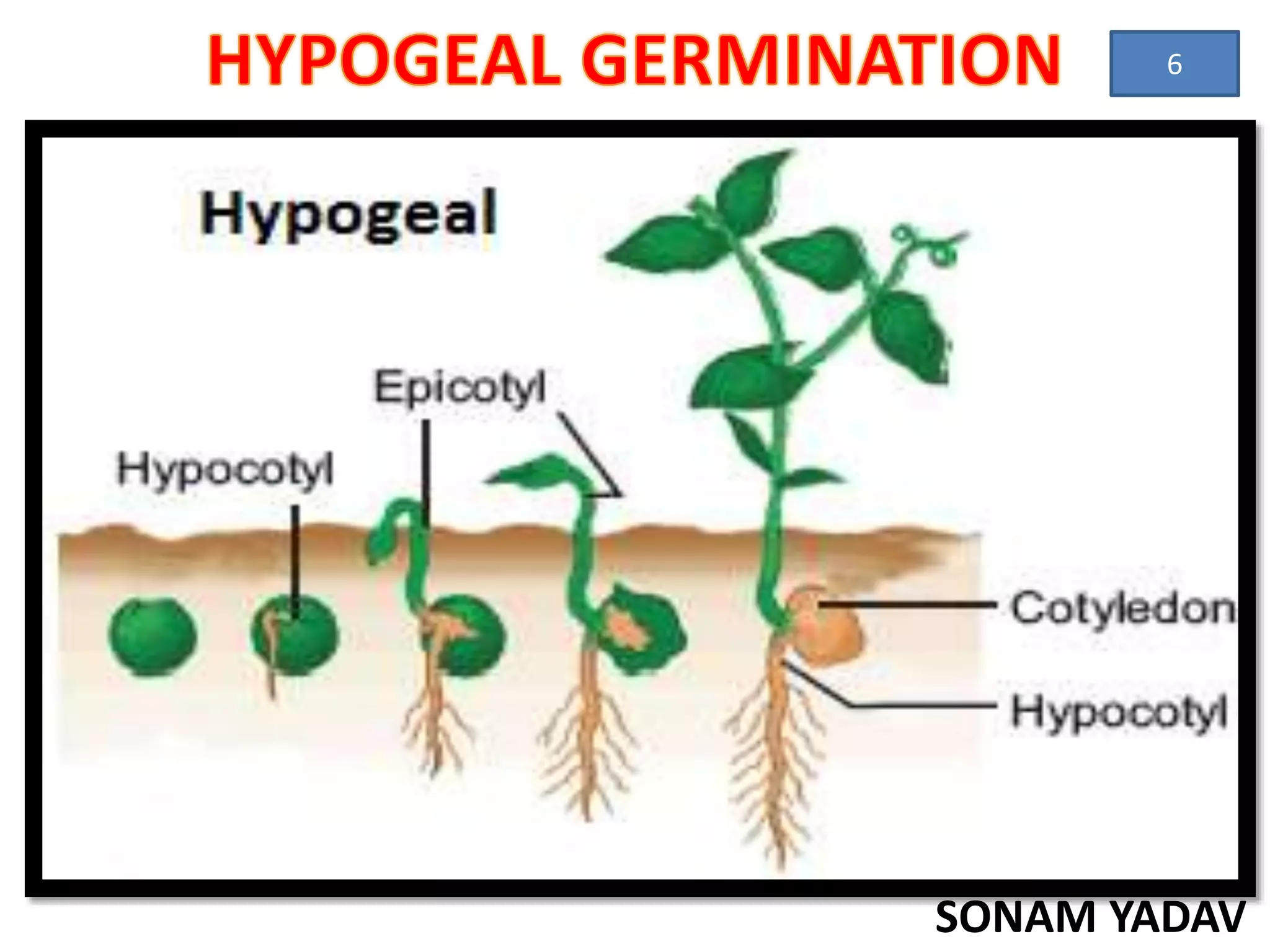 Germination of seed | PPTX