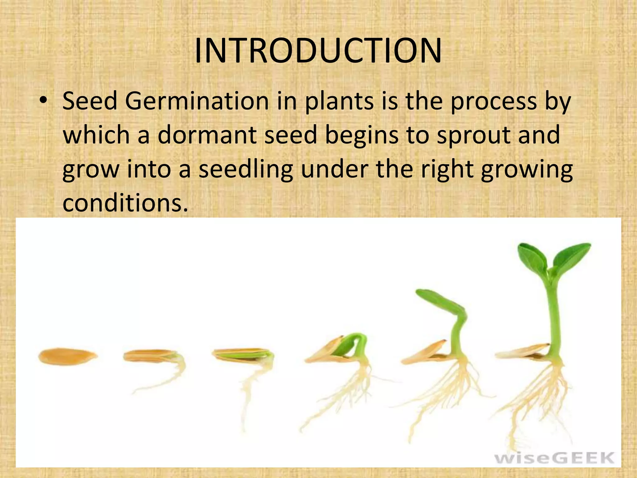 Germination of seed by kader mullah | PPTX