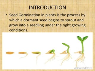Germination In Plants