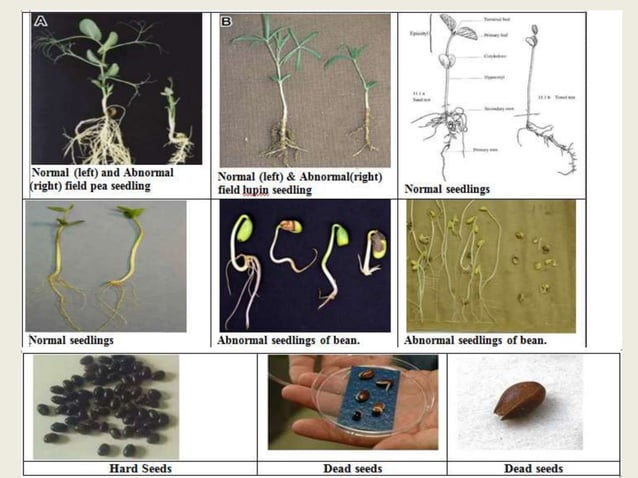 Germination ppt final | PPTX