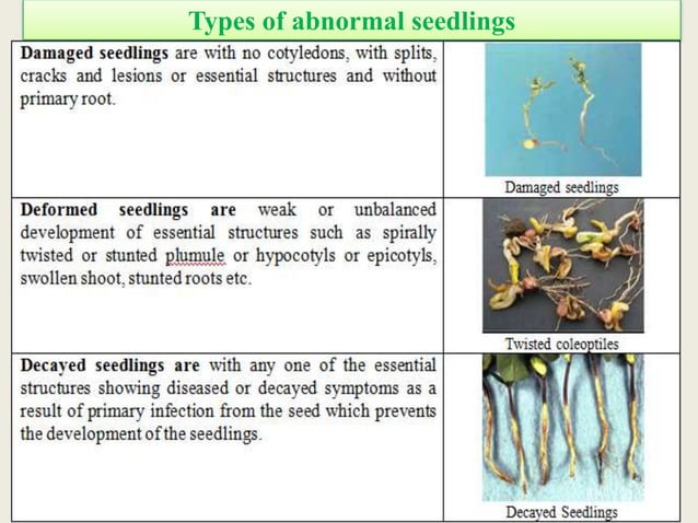 Germination ppt final | PPTX