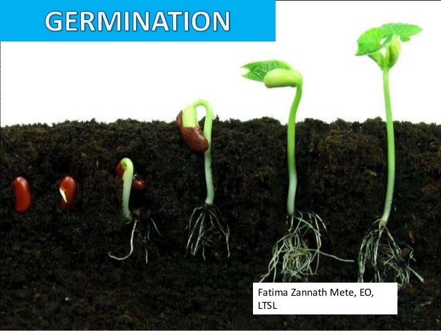Germination ppt final