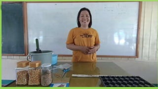 Seed Germination Testing using rag-doll and seed box method | PPTX
