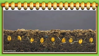 Seed Germination Testing using rag-doll and seed box method | PPTX