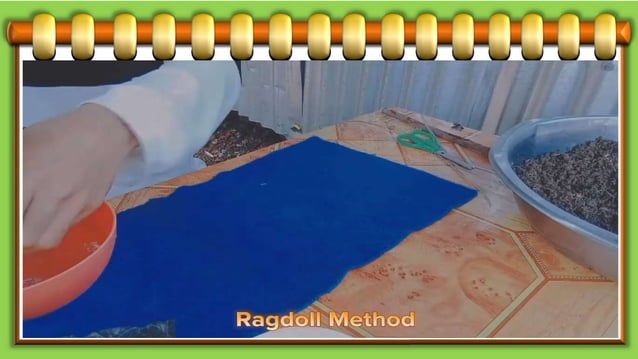 Seed Germination Testing using rag-doll and seed box method | PPTX ...