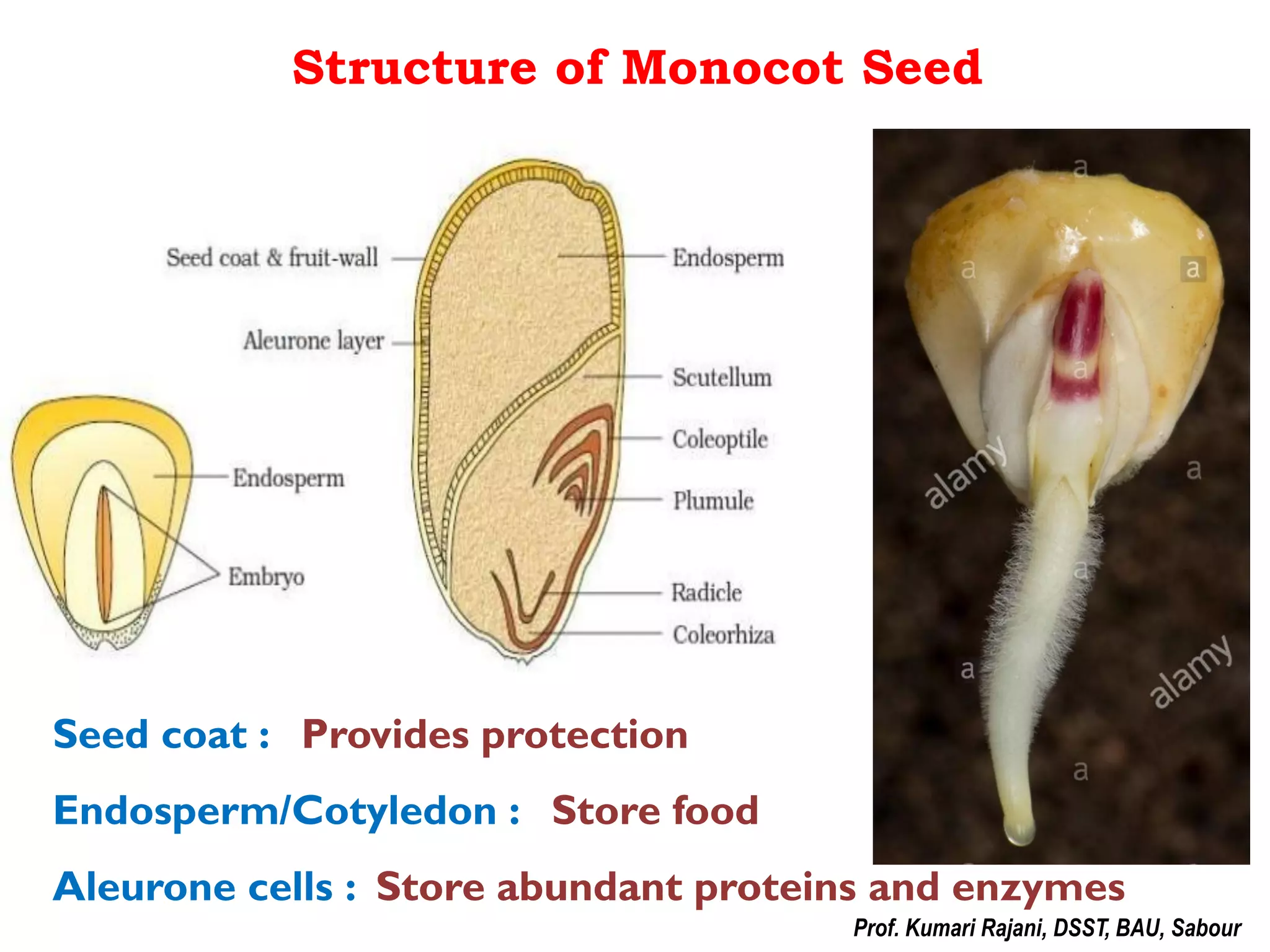 Seed Germination Testing.pdf