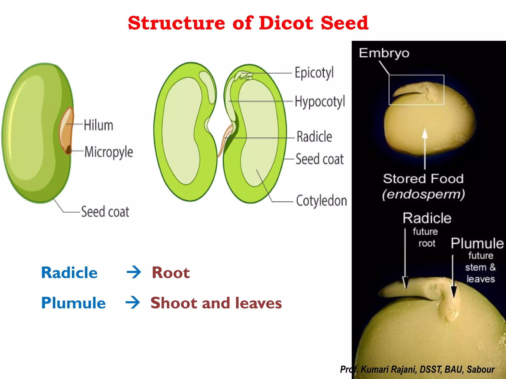 Seed Germination Testing.pdf