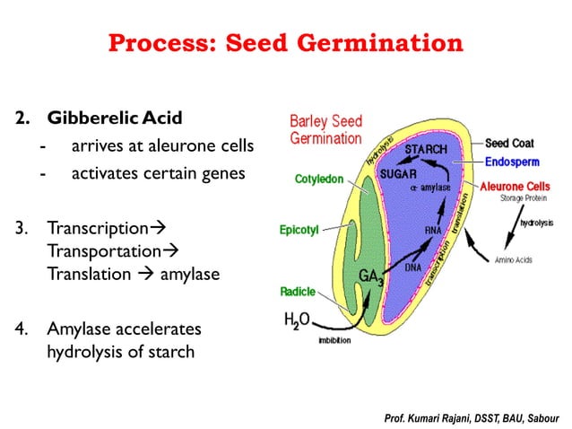 Seed Germination Testing.pdf | Gardening | Home & Garden