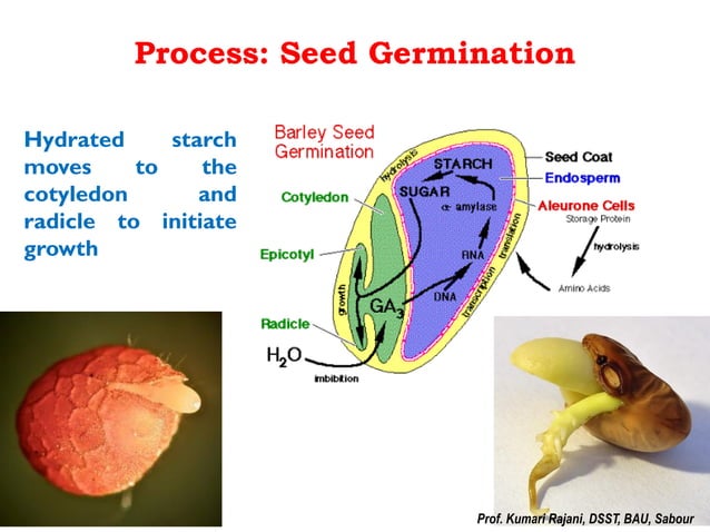 Seed Germination Testing.pdf | Gardening | Home & Garden