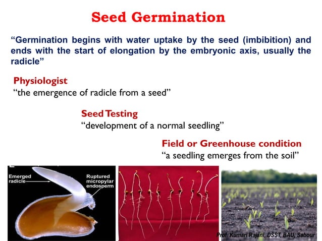 Seed Germination Testing.pdf | Gardening | Home & Garden