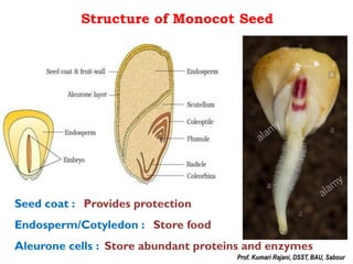 Monocot Germination