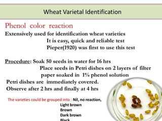 Germination test of wheat A Lecture By Mr Allah Dad Khan Visiting ...